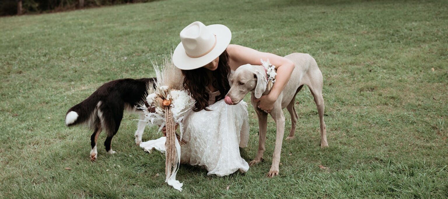 Wedding Dogs at the Farm | A Gallery | The Gold Coast Farm House